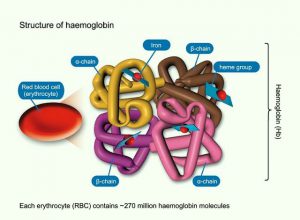 Alpha-globulin chains - ศูนย์ฝึกอบรมหลักสูตร การปฐมพยาบาลและการกู้ชีพ ...